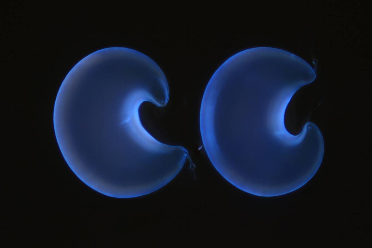 This is how ghost mosquito larvae float without sinking