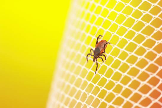 They can edit the tick genome with CRISPR Cas9 molecular scissors