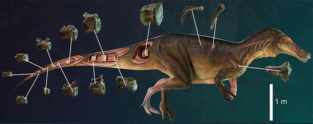The strange dinosaurs that were born in the Iberian Peninsula
