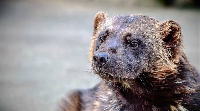 Rare wolverine spotted in Yellowstone National Park