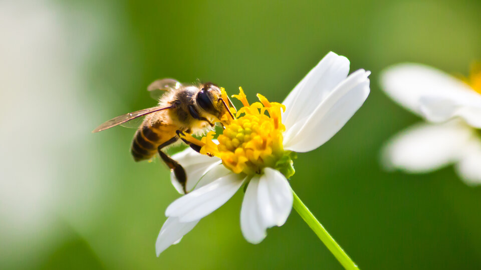 Why are bees essential for human life?