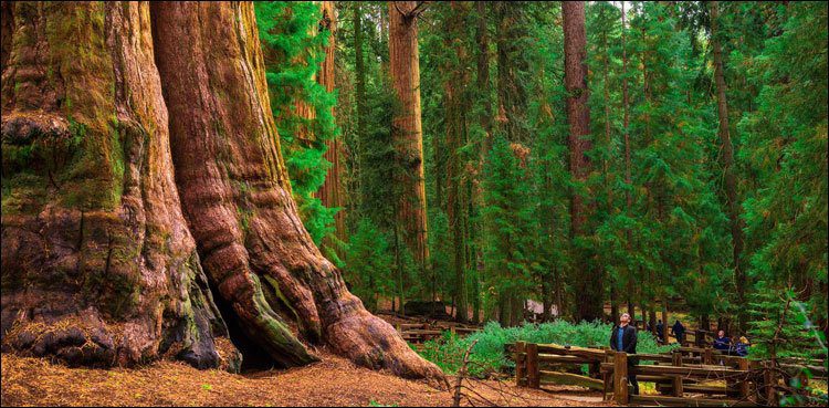 A unique tree that can lead to a prison if approached