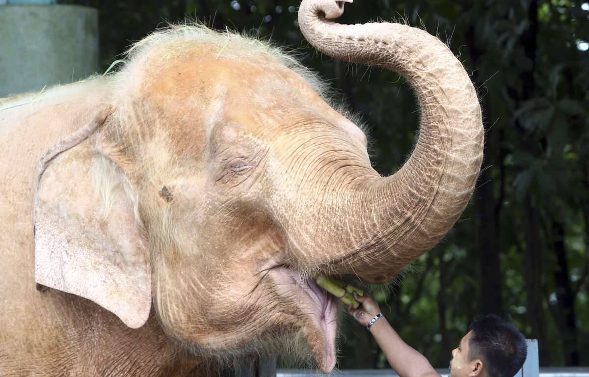 The rare birth of a white elephant announced in Burma