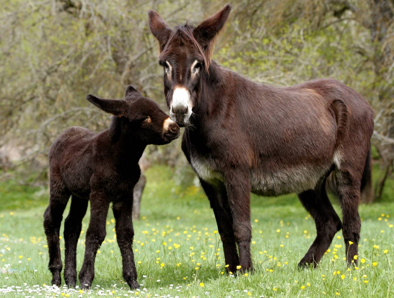 Donkey domestication took place in Africa 7,000 years ago