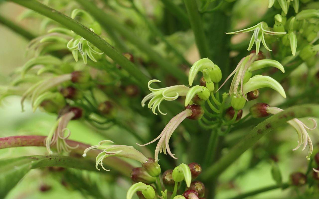 Extinct plant, now grown in secret location