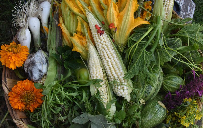 Let's make agroecological milpa!