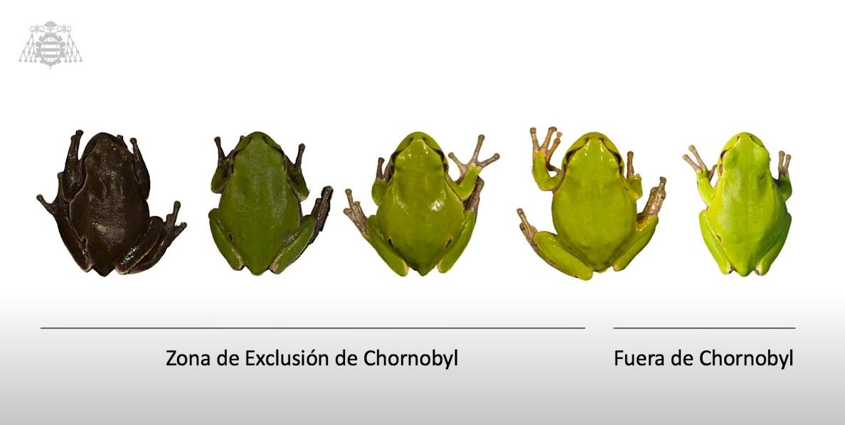 Mutant frogs in Chernobyl, decades after the nuclear accident