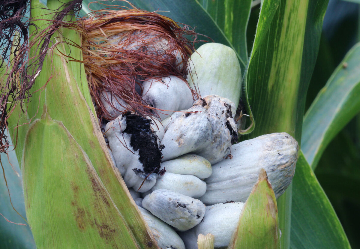 Sick corn or a delicacy of the gods