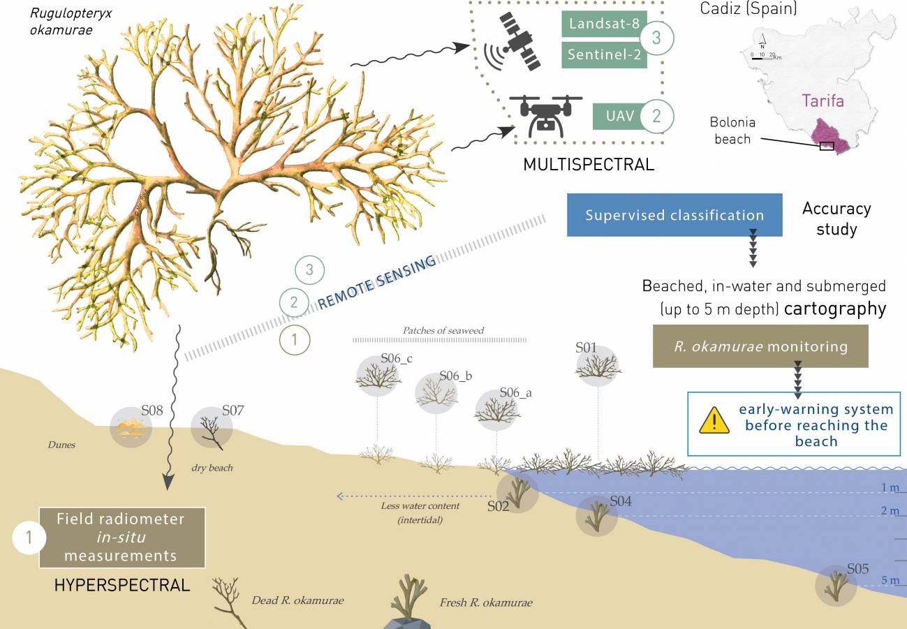 Drone and satellite images monitor an invasive macroalgae off the coast ...