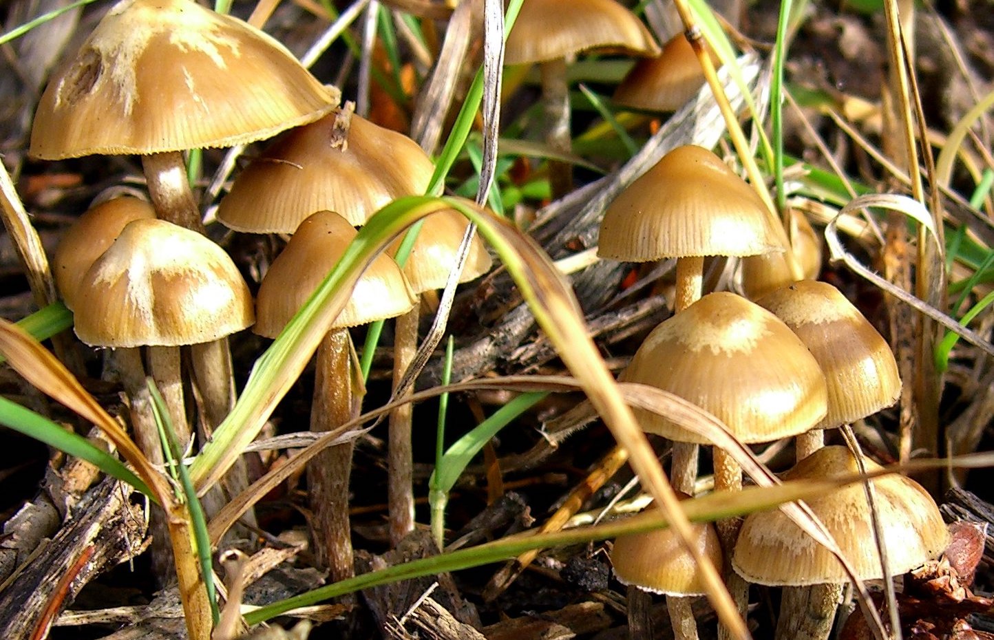 Psychedelic Drugs - Psilocybin from Magic Mushrooms May Be the Cure for ...
