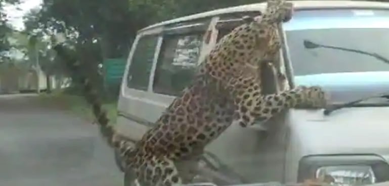 15 people injured in bloodthirsty leopard attack, video goes viral