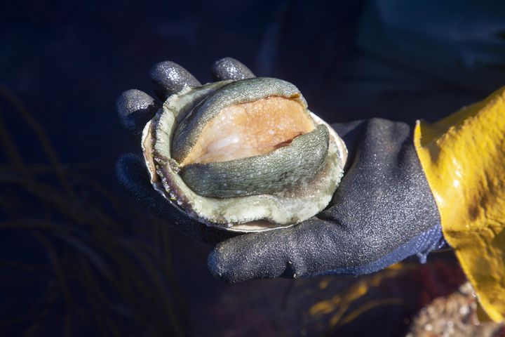 Biodiversity: which animals are entering or falling on the red list of ...