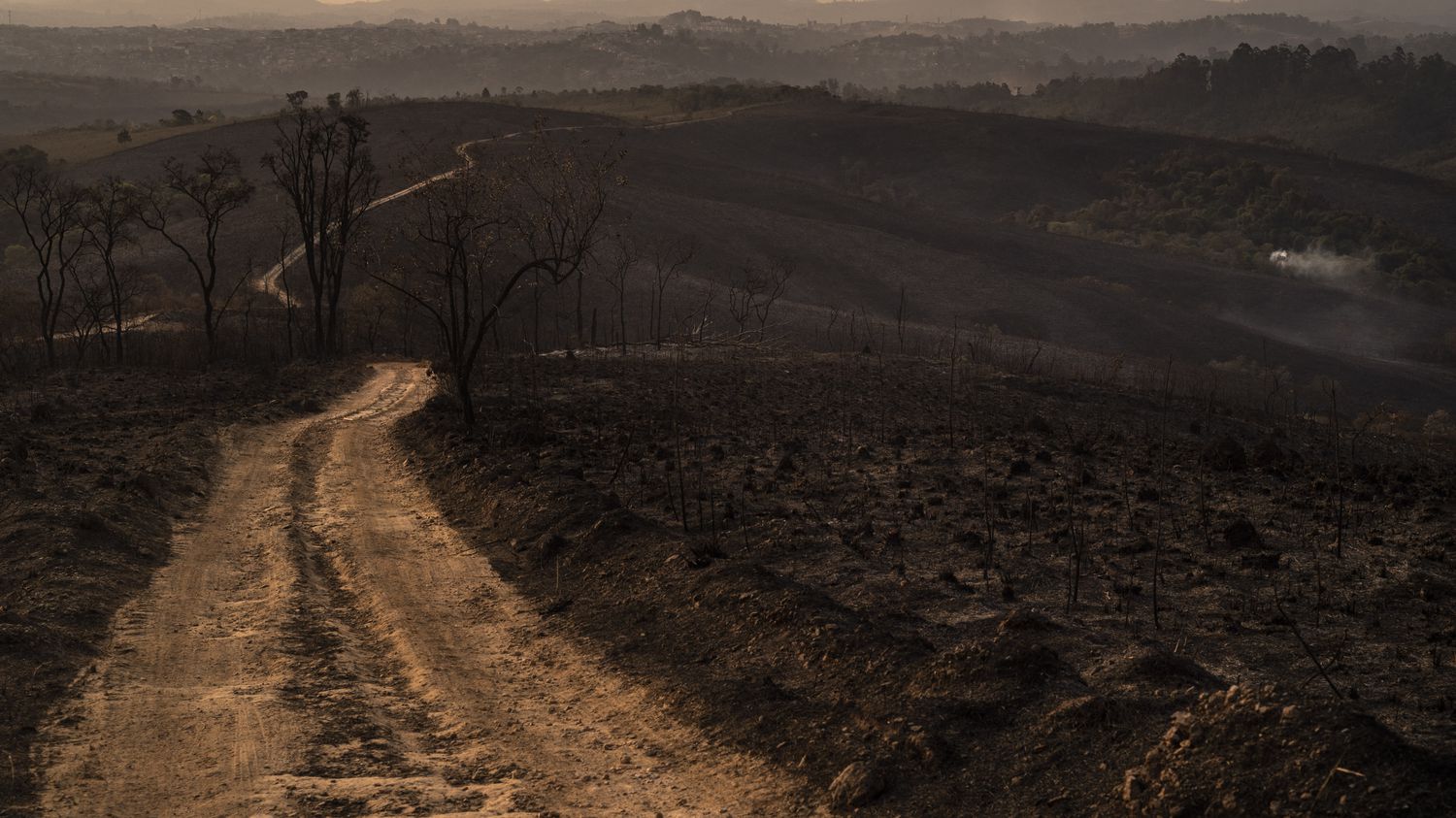 Brazil: deforestation increased by 25% over one year in the Cerrado ...