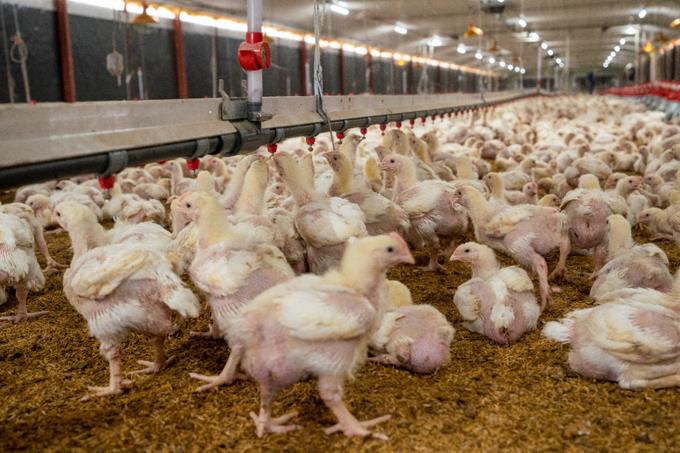 Poultry farmers achieve production record for January 2023 with 19.6 ...