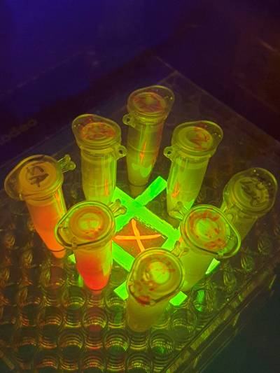 How to teach bacteria to 'read' Morse code signals