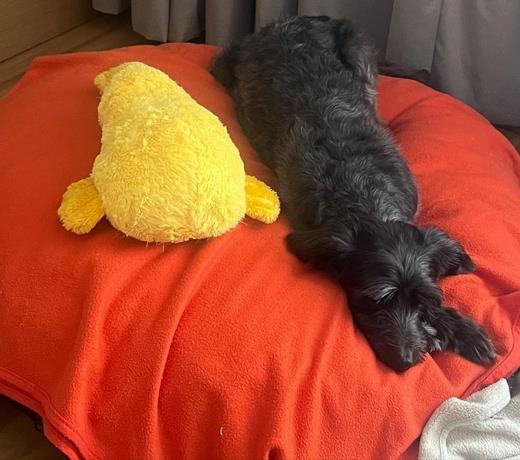 Resistencia, the street dog that comes to power with Lula