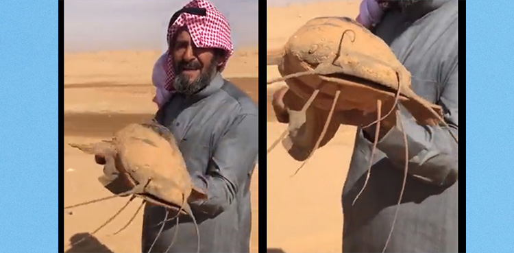 Saudi Arabia: Amazing fish living in the desert, video goes viral