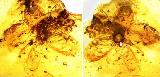 The largest flower preserved in amber could change its name