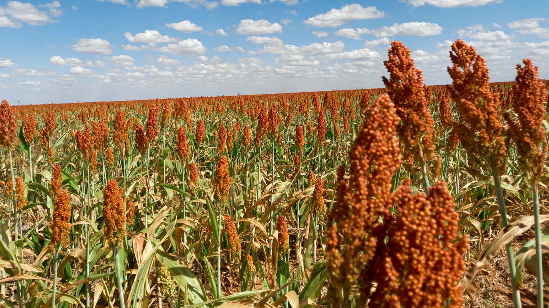 Sorghum: what it is, what it is for, uses and benefits