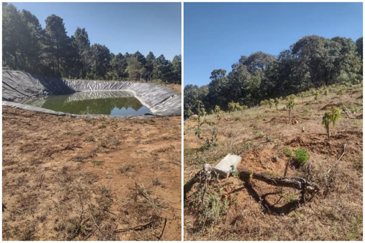 Avocados cause an environmental catastrophe in Mexico