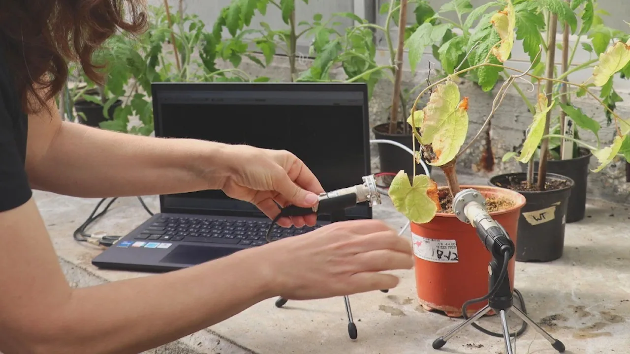 Plants emit ultrasonic sounds when stressed