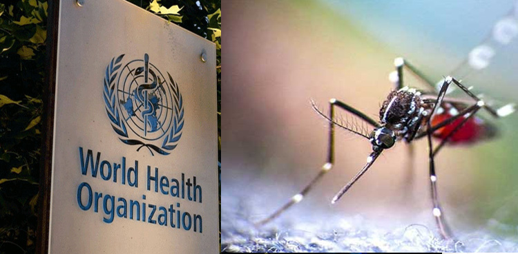 Dengue: The World Health Organization has informed the world about the ...