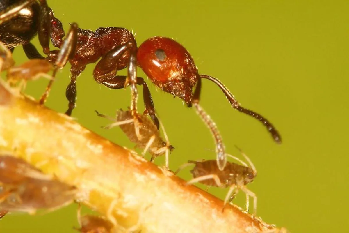 10 incredible examples of animal mutualism