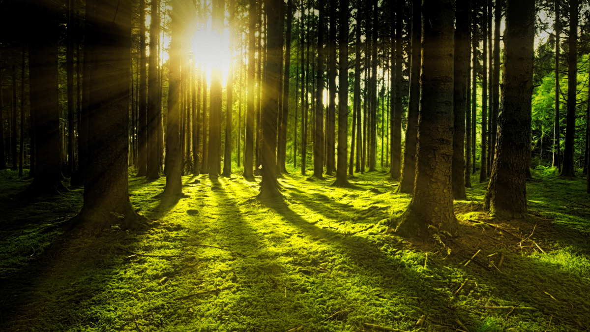 Green Engine: A sustainable reforestation and rural development project