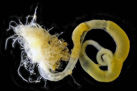 Two new species of sea worms have been discovered in a cave in the ...