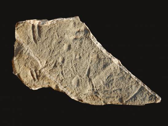 You can find trace fossils in the deep sea from 130 million years ago