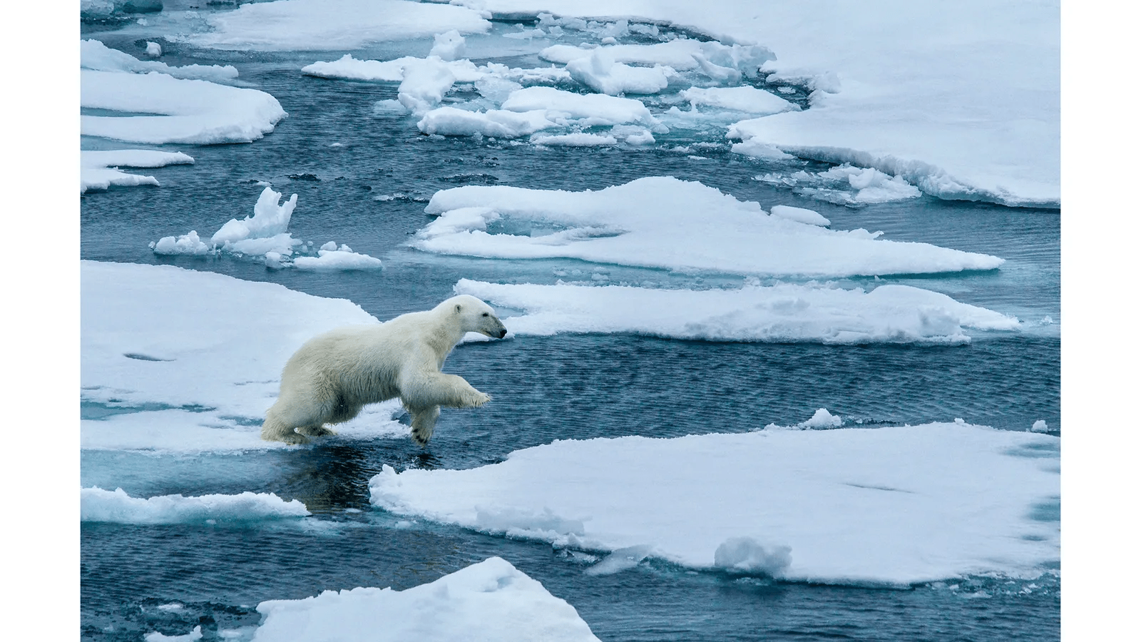 Polar bears, climate icons