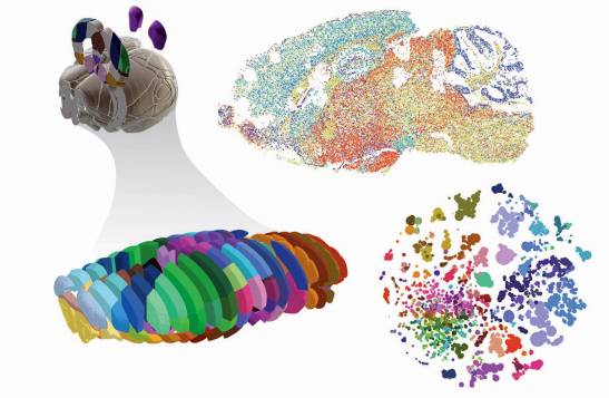 The most detailed map of the mouse brain