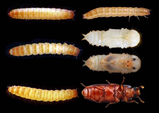 Insect metamorphosis may reveal the key to the transition to puberty