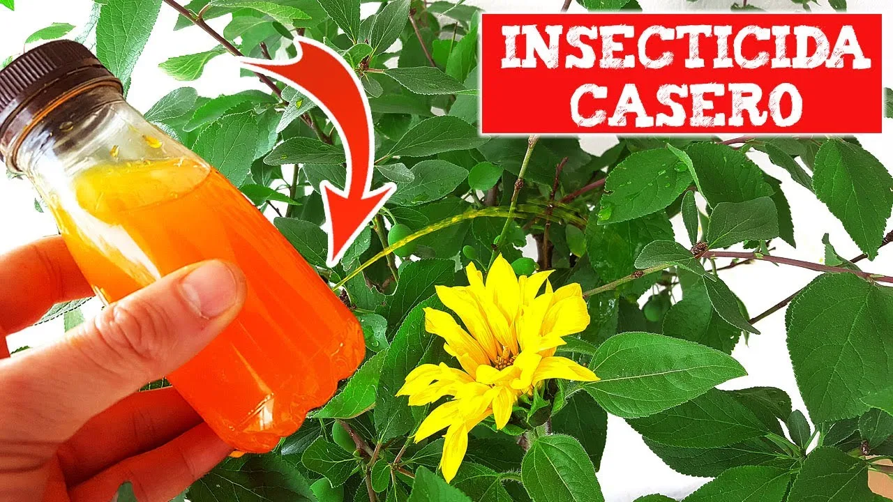 Powerful natural insecticide APiChi