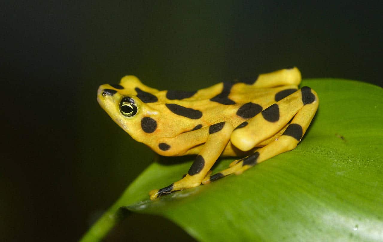 Many frogs are becoming extinct, this could be a solution to protect them