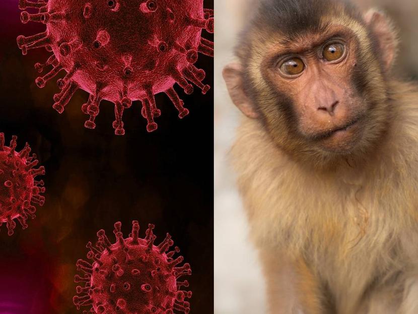 What is the B virus? Symptoms of a dangerous disease transmitted by monkeys