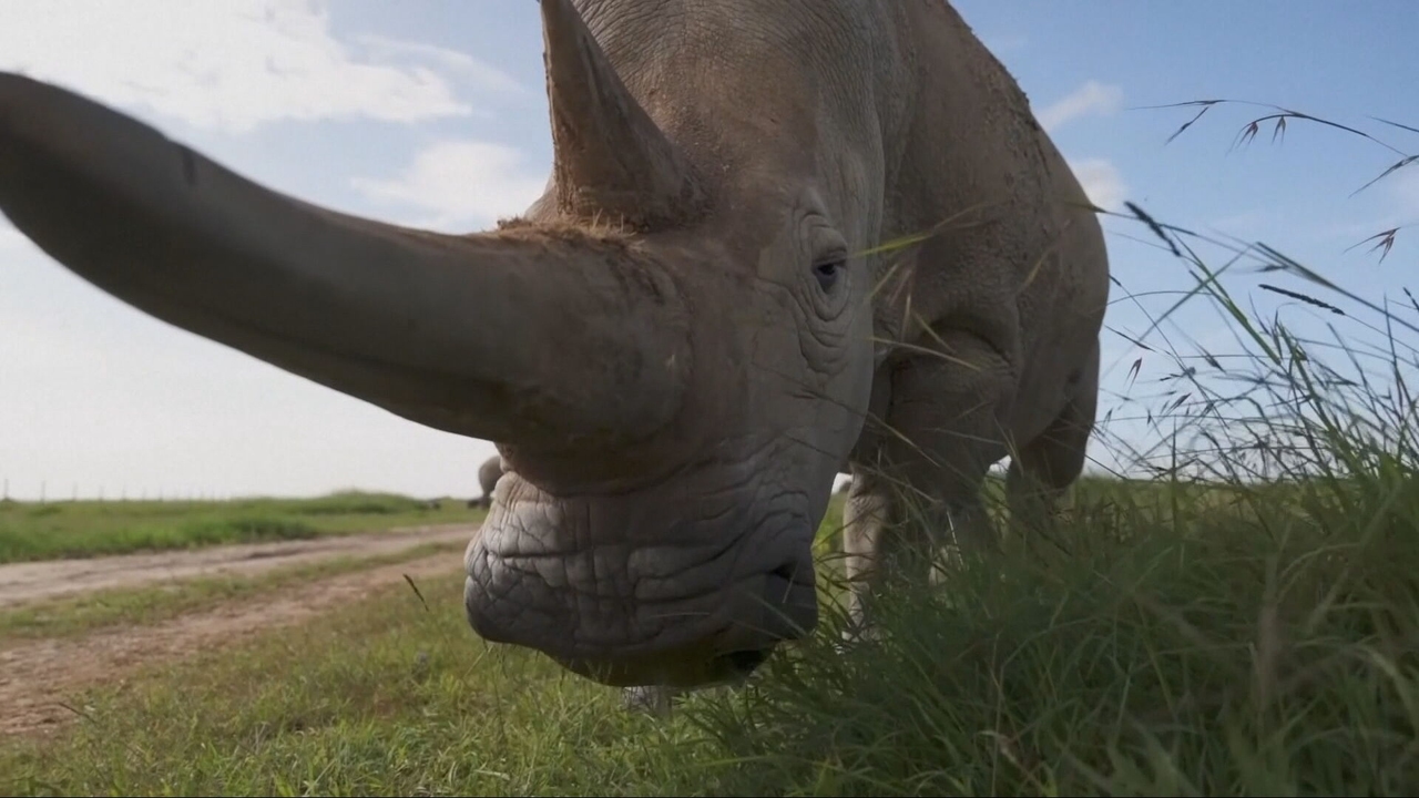 Last Hope for Northern White Rhino: Can Science Save the Species