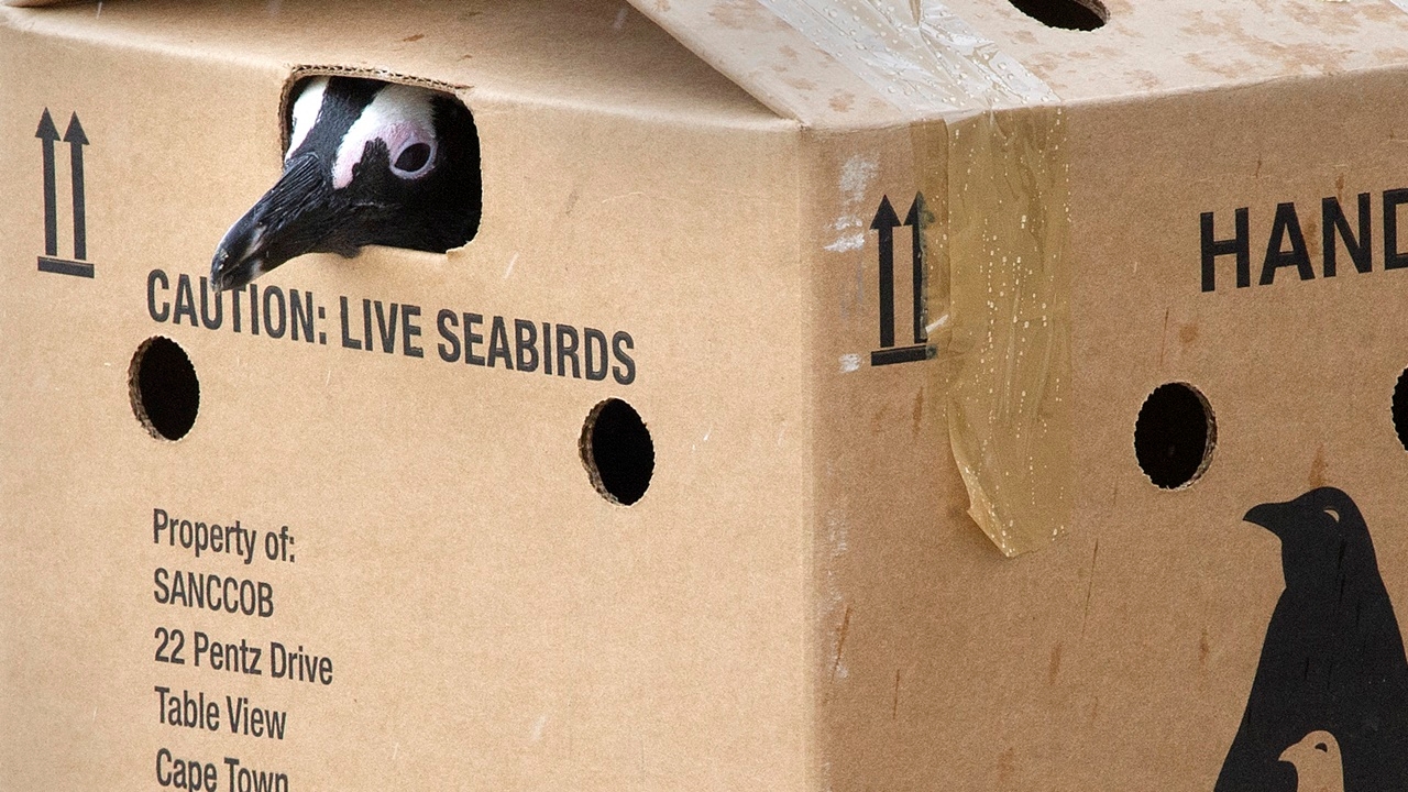 South African Helicopter Crash Caused by Improperly Secured Penguin on ...