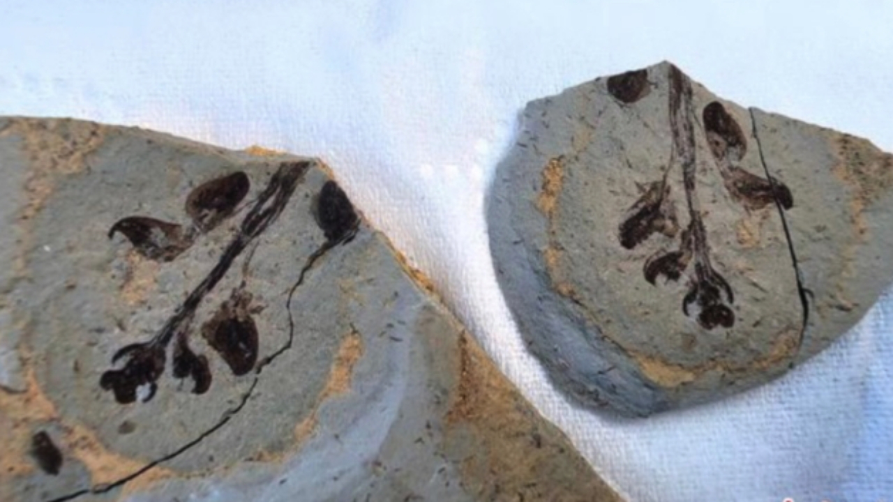 Rare Flower Fossil Discovered in Shandong, Potential New Species from ...