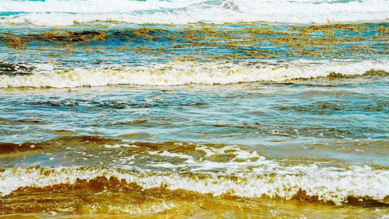 Toxic Algae Kills Over 200 Marine Species Off South Australia Coast.