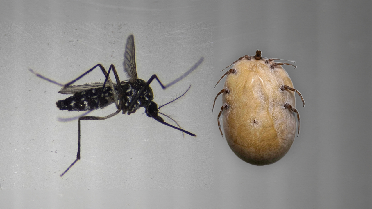 Global Warming Spurs Insect Spread, Increasing Dengue, Tick-Borne ...