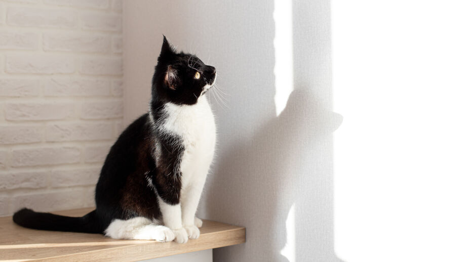 Cats' Predatory Instinct Explains Fascination with Shadows and Lasers