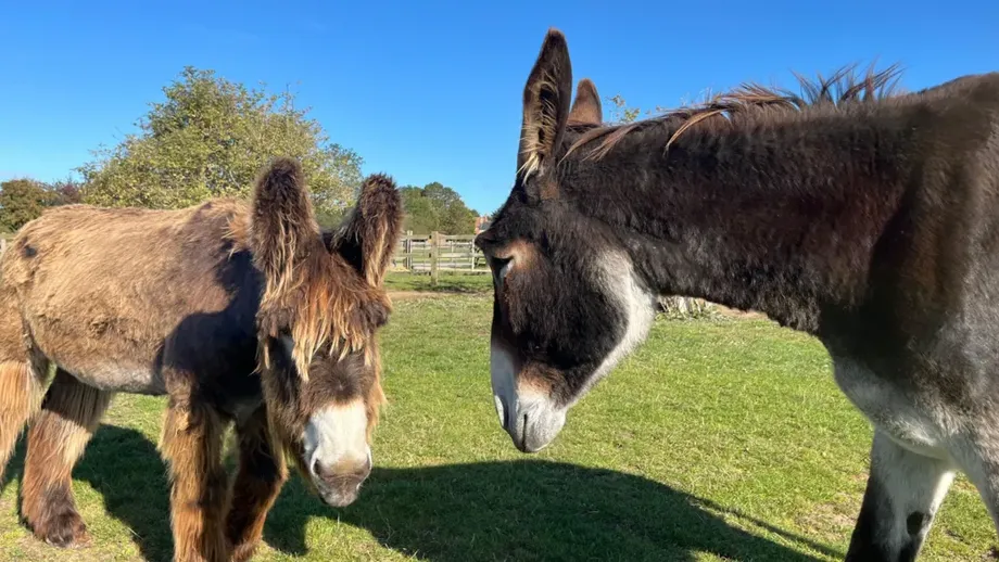 Radcliffe Donkeys Derrick, Bambou Set Guinness World Records: Tallest ...